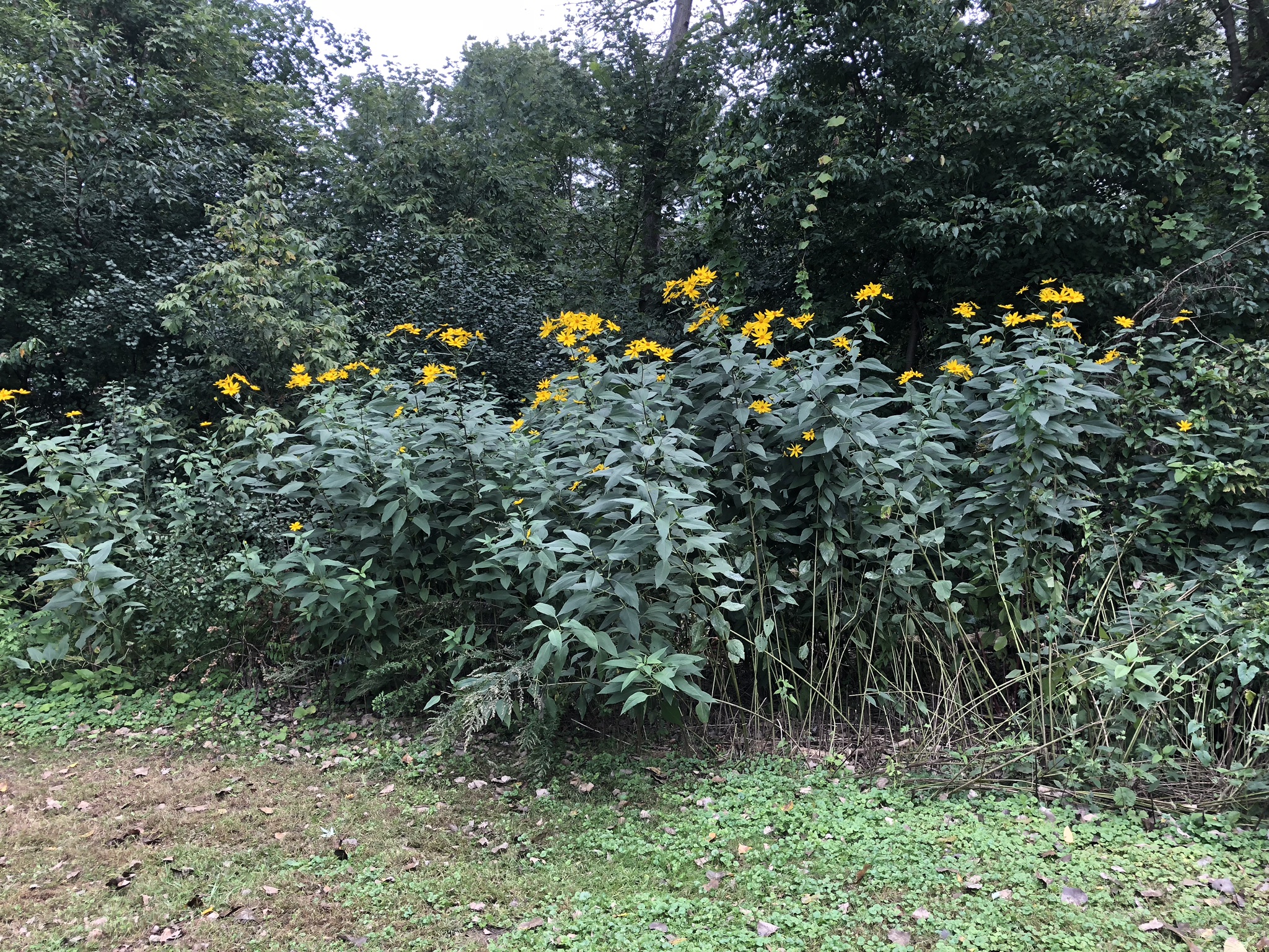 Welcome to Friends of Cold Spring Park, Newton, Mass! – A community ...