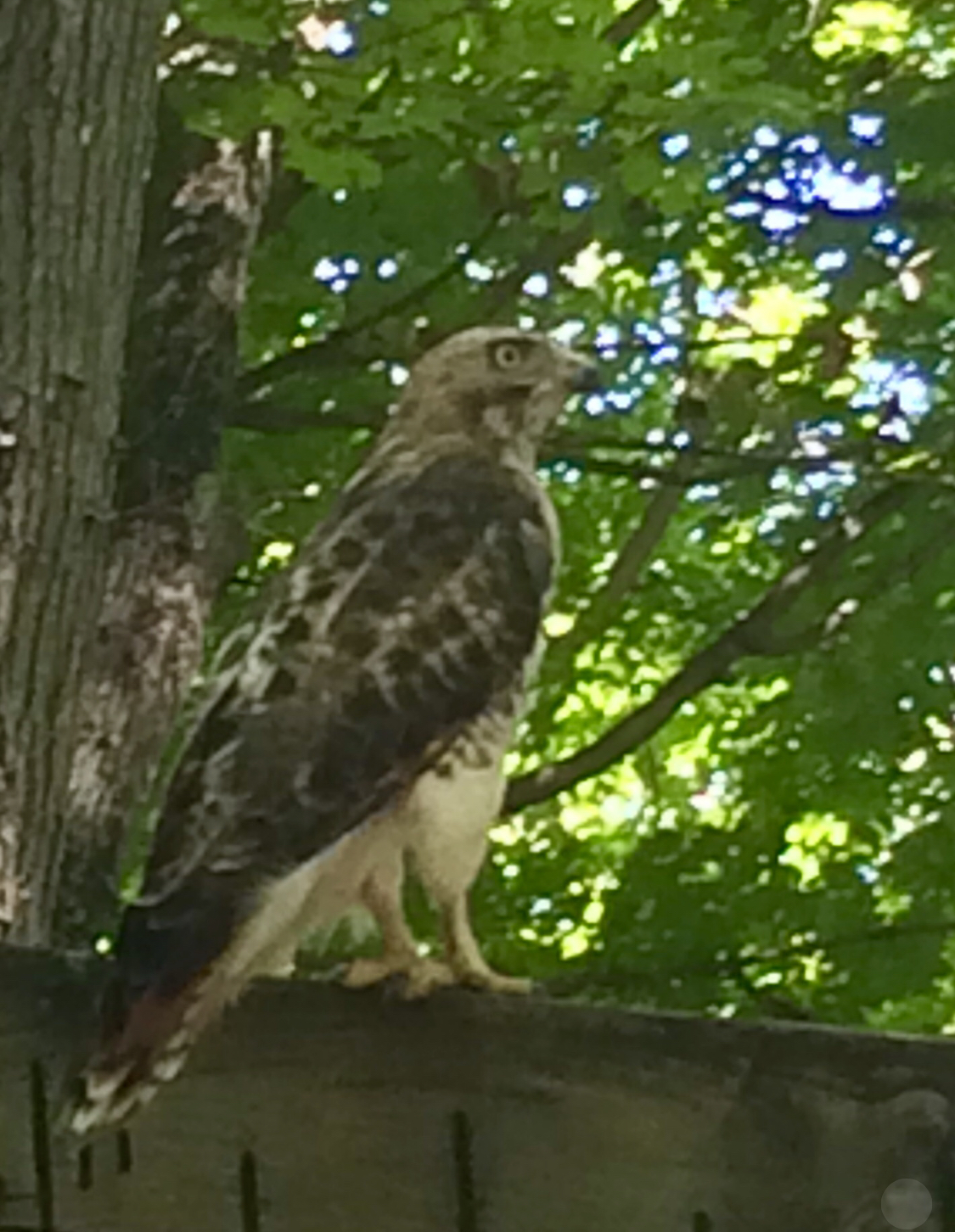 Birds of Cold Spring Park – Welcome to Friends of Cold Spring Park ...