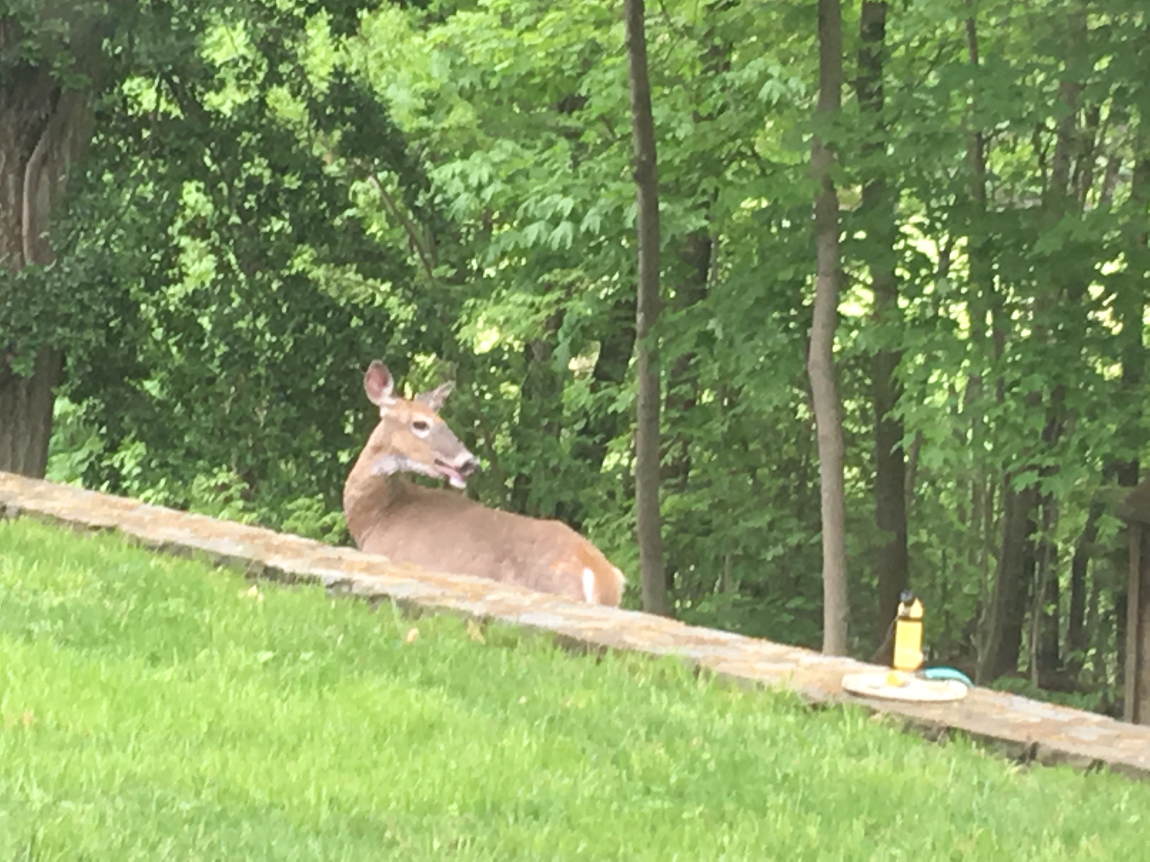 Mammals of Cold Spring Park