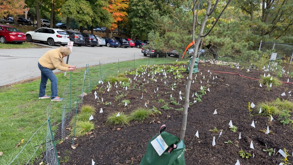 The Cold Spring Park Pollinator Garden – Welcome to Friends of Cold ...